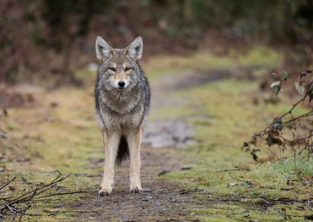 Coyote Tracks vs. Dog Tracks: Key Clues for Identification - A-Z Animals
