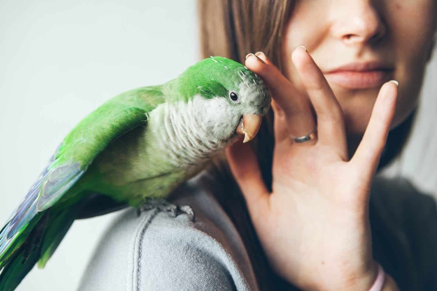From Big Cats to Primates: California’s Exotic Pet Laws Explained - A-Z ...