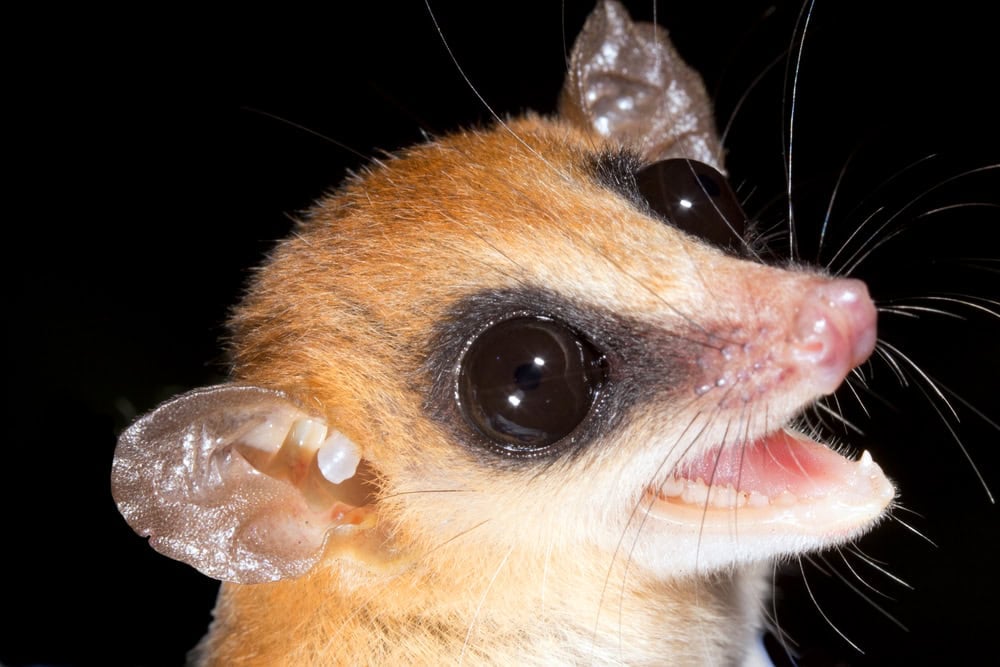 New Marsupial Species Discovered in Peru - A-Z Animals