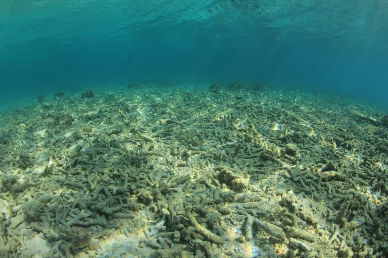 What the Coral Reef Collapse Means for the Ecosystem - A-Z Animals