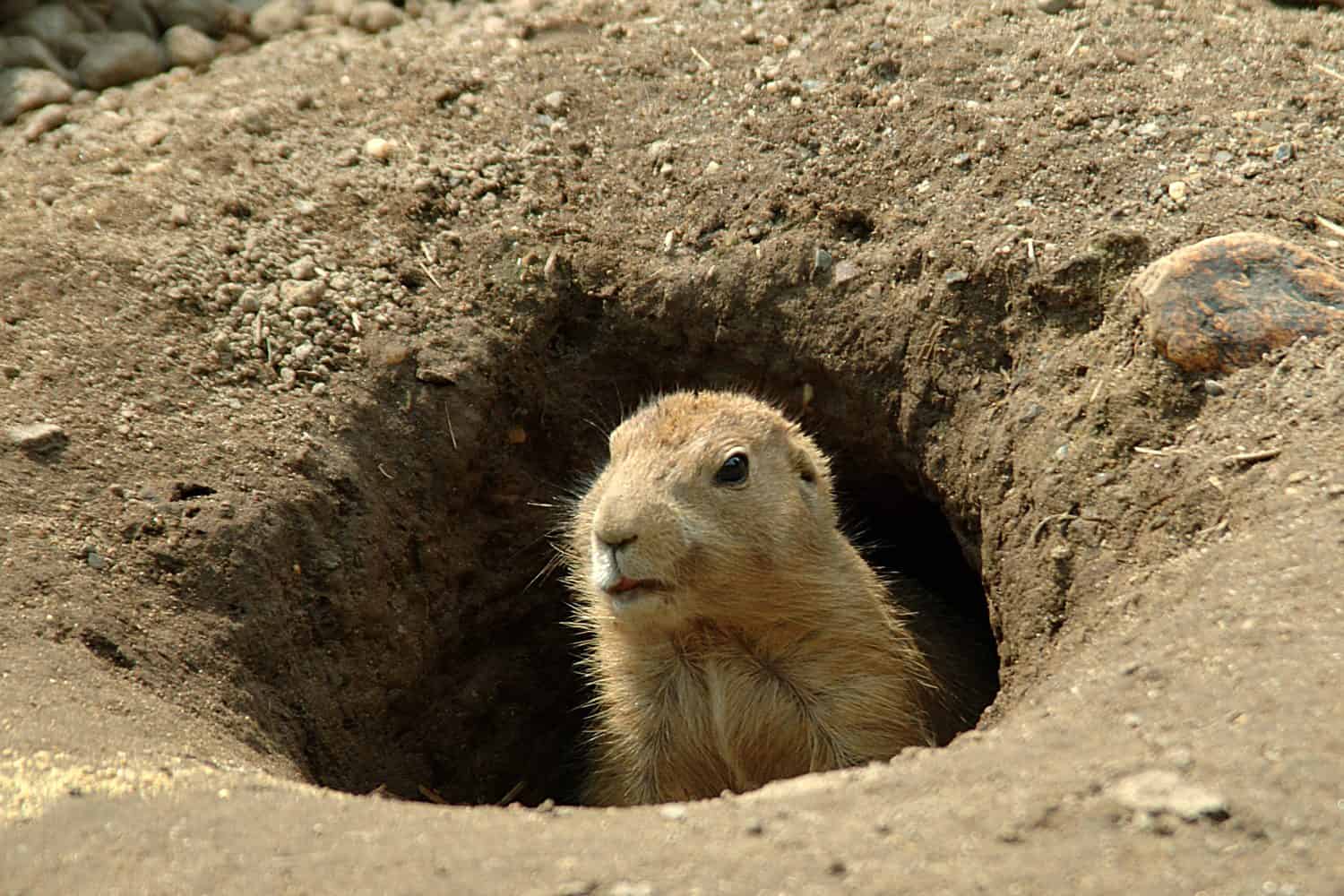 Discover Animals That Hibernate: A 5-Day Unit Plan for Elementary ...