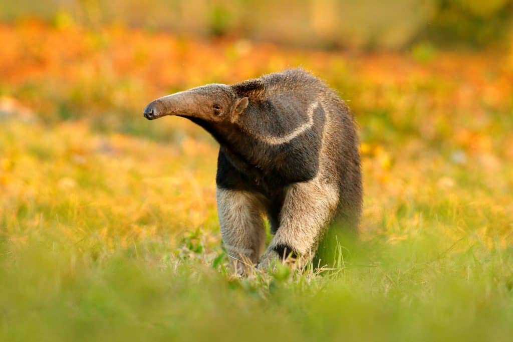How an Anteater's Two-Foot Tongue Catches 30,000 Insects Daily - A-Z ...