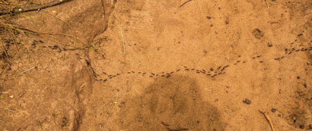 Ant Hill vs. Termite Mound: Which Insect Built It? - A-Z Animals