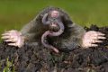 Mole Tunnels vs. Vole Tunnels: Who’s Destroying Your Yard? - A-Z Animals