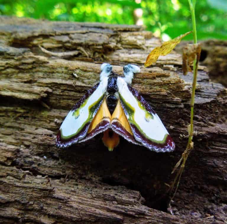 The Weirdest-Looking Moths on Earth - A-Z Animals