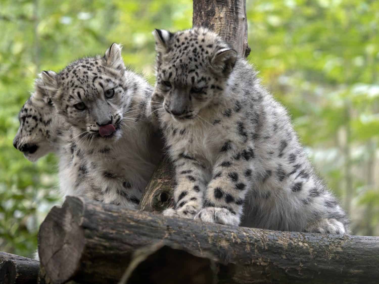Playful Snow Leopard Cub Shows How Cubs Learn and Explore - A-Z Animals