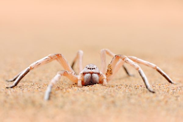 Wheel Spider Escapes Danger with Astonishing Cartwheel Maneuver - A-Z ...