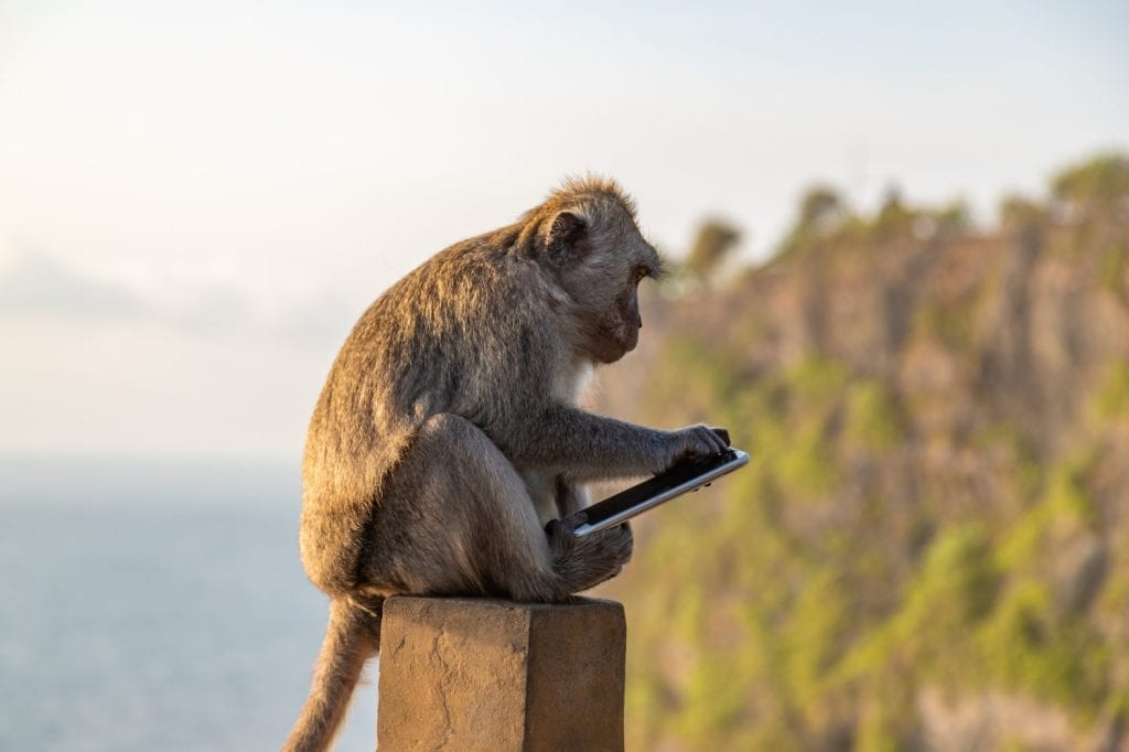 When You Give a Monkey a Passport - A-Z Animals