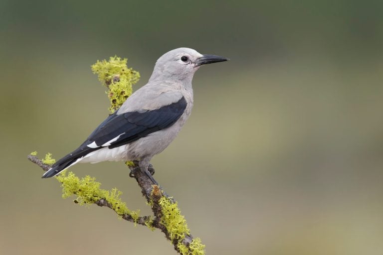All the Animals That Roam Great Basin National Park - A-Z Animals