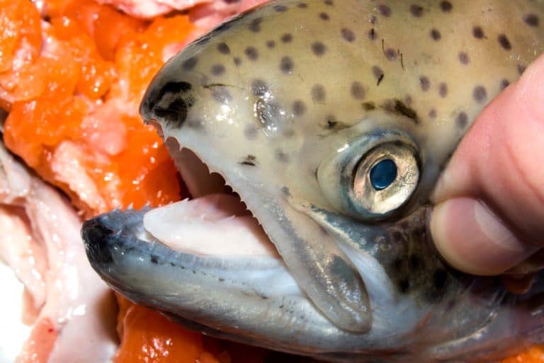 Discover The Ancient Shark Fish With A Buzz Saw Jaw - A-Z Animals