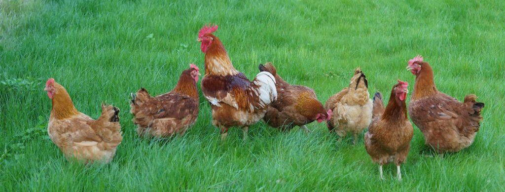 New Hampshire Red Chicken Animal Pictures | A-Z Animals