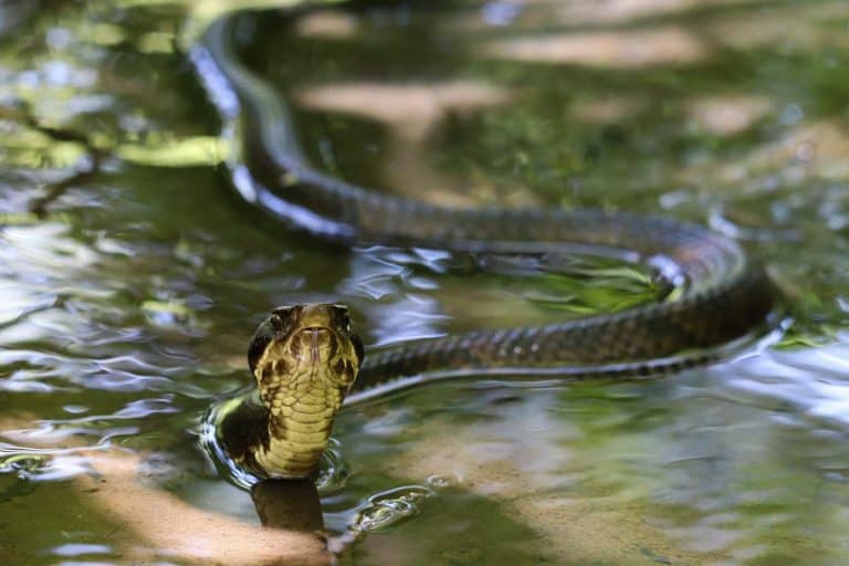 This Water Moccasin Tried to Strike a Boat - A-Z Animals