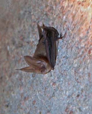All the Animals That Roam Great Basin National Park - A-Z Animals