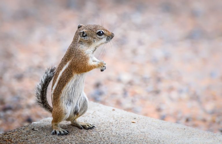 Wildlife Watching in Arches National Park: Animals You’ll Encounter - A ...