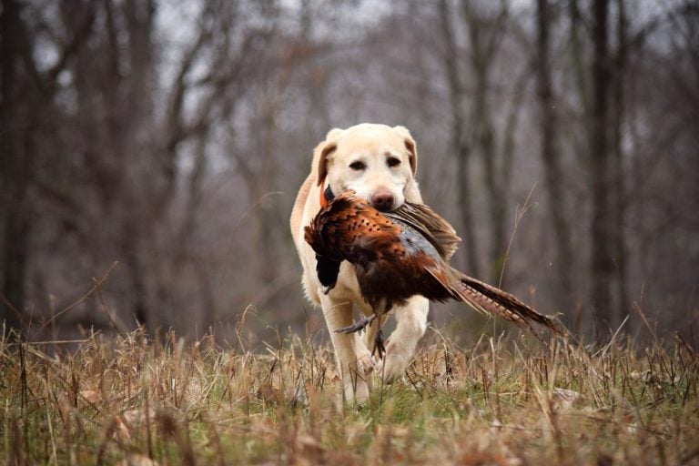 The Best Dog Breeds for Pheasant Hunting - A-Z Animals