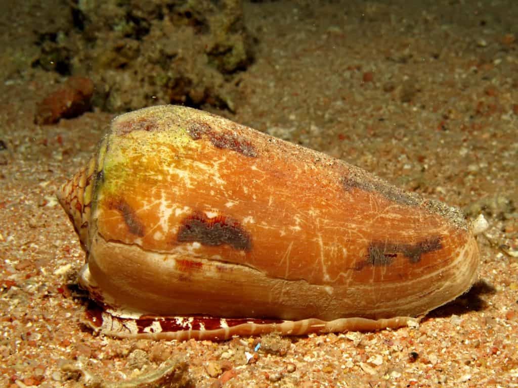 The World’s Deadliest Snail Can Kill a Human in Hours - A-Z Animals