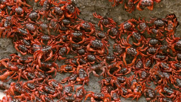 Why Are Millions of Crabs Migrating to This One Destination? - A-Z Animals