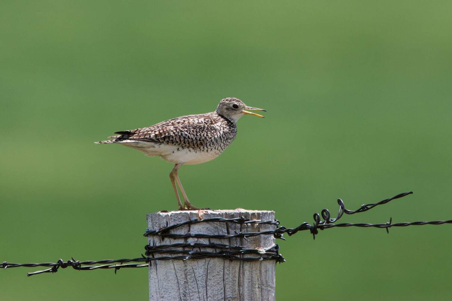 Upland Sandpiper Animal Pictures | A-Z Animals