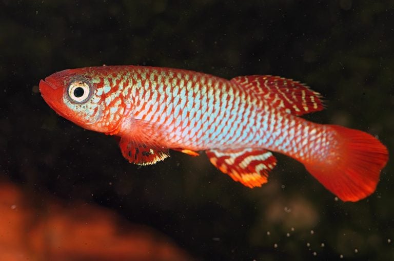 Red Aquarium Fish: 13 Types of Red Fish - A-Z Animals