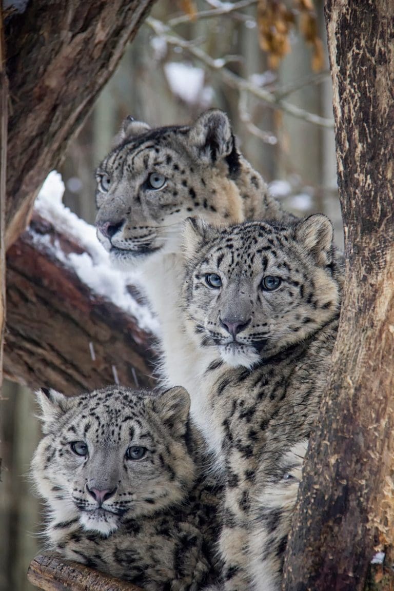 Playful Snow Leopard Cub Shows How Cubs Learn and Explore - A-Z Animals