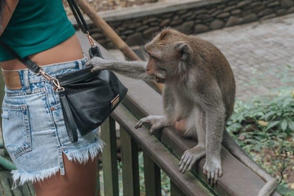 The Surprising Truth Behind Monkeys' Mischievous Reputation - A-Z Animals