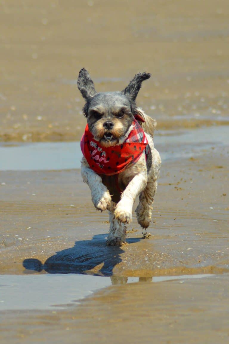 Cava Tzu Dog Breed Complete Guide - A-Z Animals