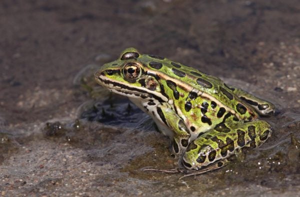 How to Identify Early Spring Frogs By Their Unique Calls - A-Z Animals