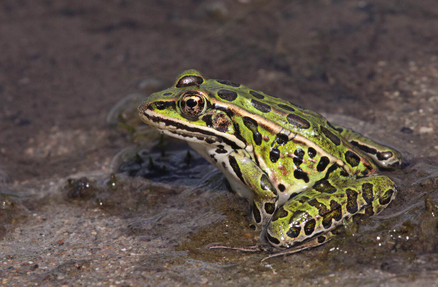How to Identify Early Spring Frogs By Their Unique Calls - A-Z Animals