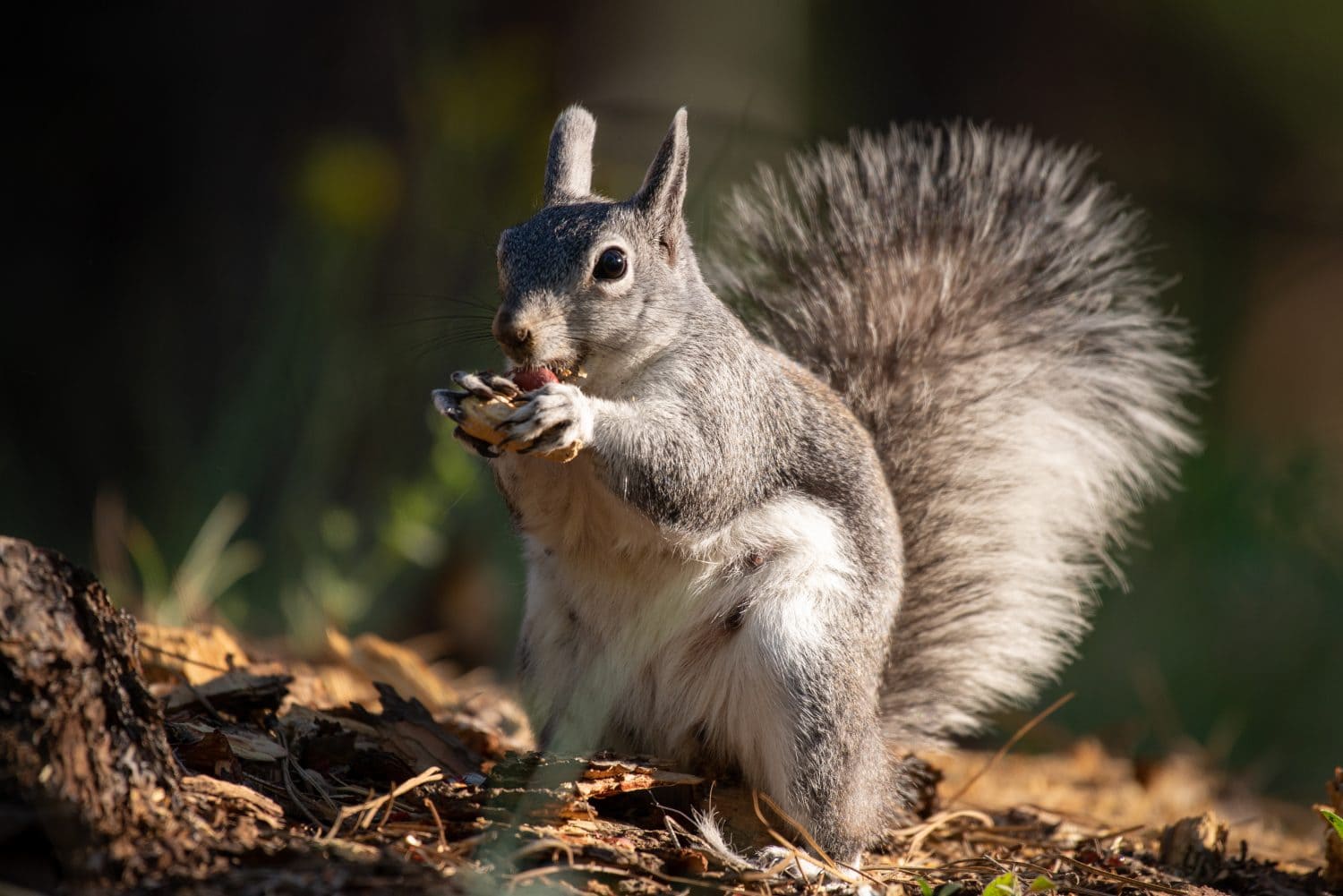 Wildlife Watching in Great Sand Dunes National Park: A Complete List ...