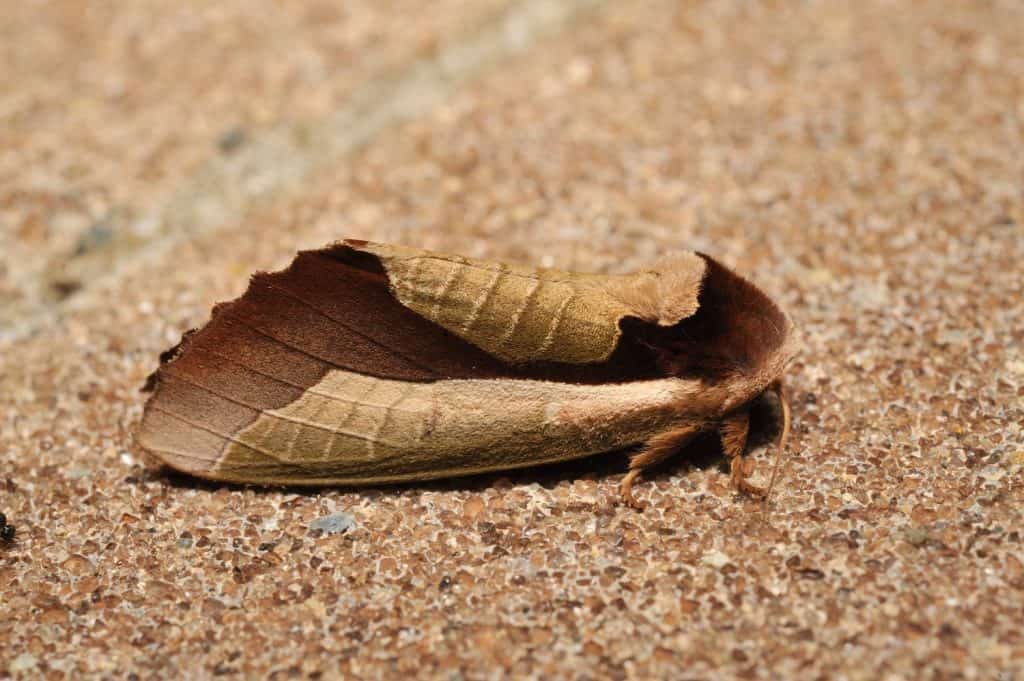 The Weirdest-Looking Moths on Earth - A-Z Animals