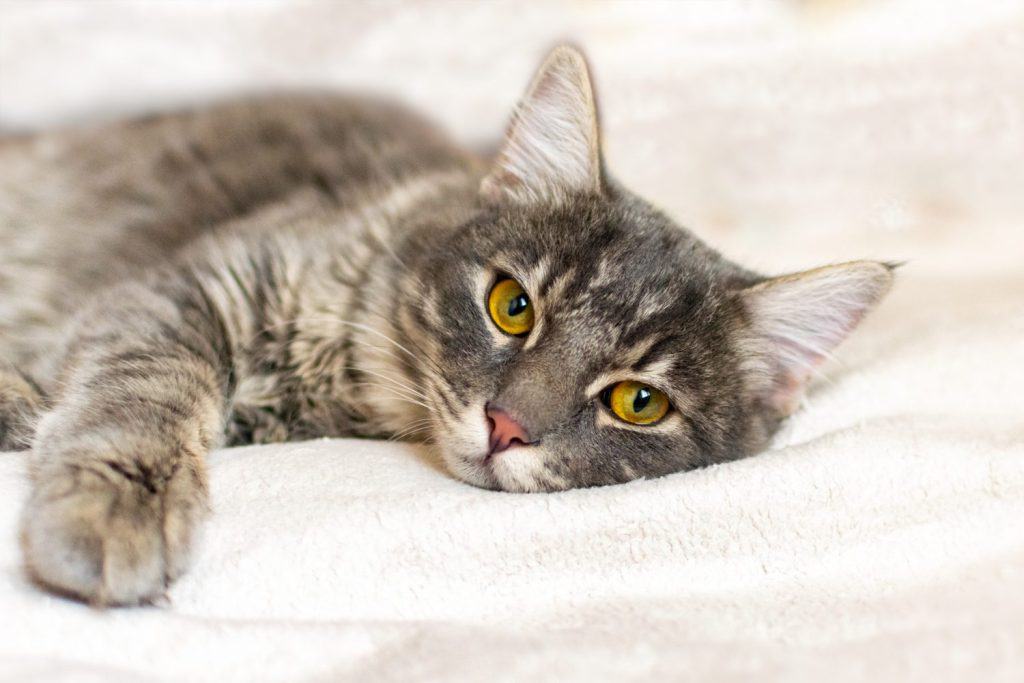 The Most Common Warning Signs of Cancer in Pets Every Owner Should Know ...