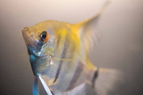 Male vs. Female Angelfish: How to Tell Them Apart - A-Z Animals