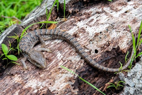 The Animal Life of Channel Islands National Park: A Complete Guide - A ...