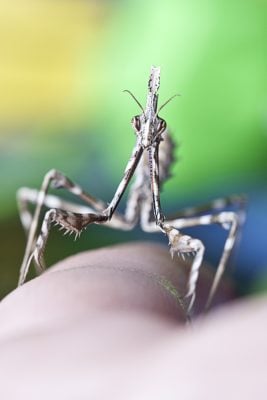 The Pink Empusa Mantis Is One of Nature’s Most Elegant Predators - A-Z ...