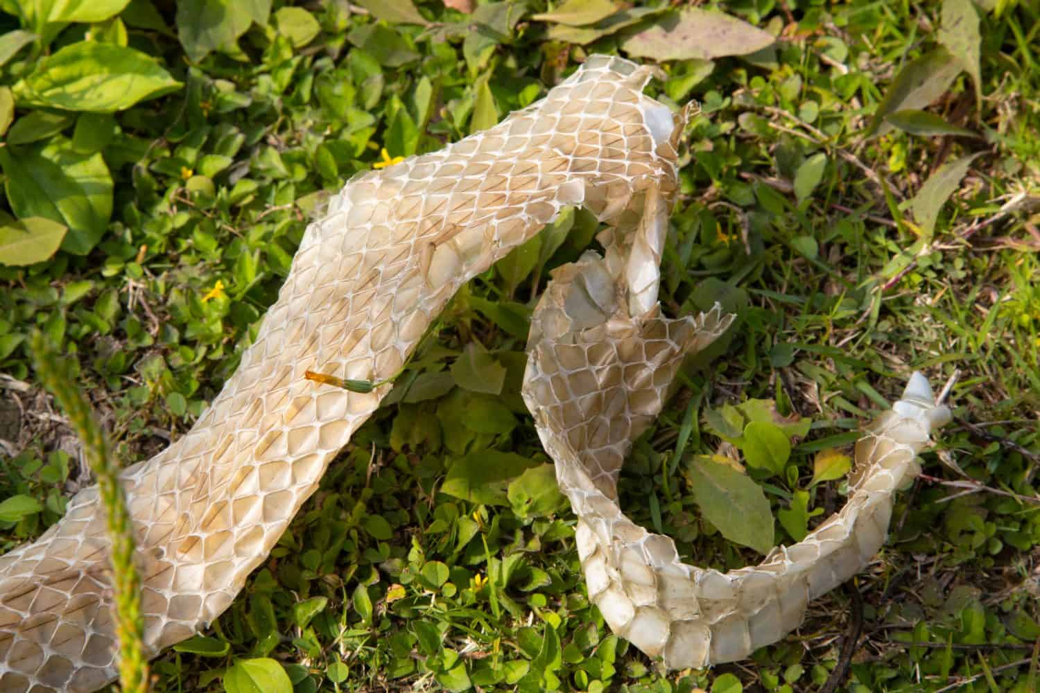 Why Snakes Shed Their Skin - A-Z Animals
