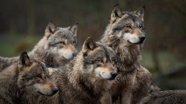 Ancient Dogs Were Surprisingly Diverse Long Before Modern Breeds - A-Z ...