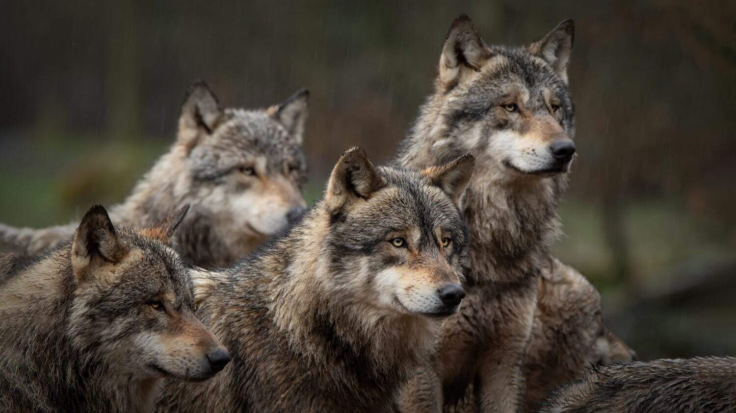 Are Wolves Smarter Than We First Thought? - A-Z Animals