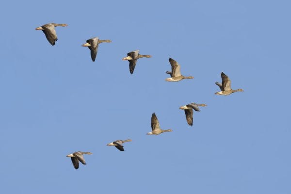 Where Birds Really Go in Winter: Incredible Migration Secrets - A-Z Animals