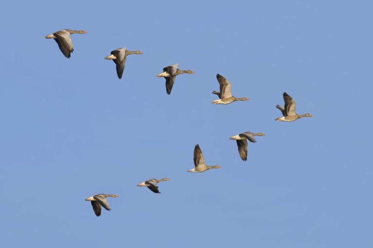 Where Birds Really Go in Winter: Incredible Migration Secrets - A-Z Animals