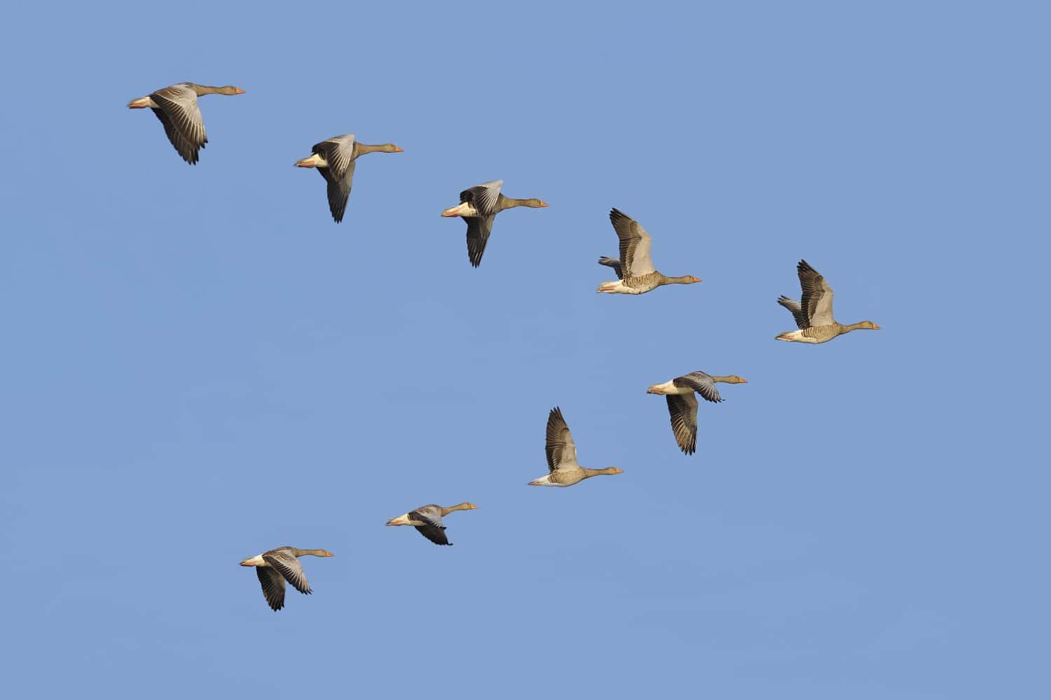 How Animals Use Earth’s Magnetic Field to Navigate Vast Distances - A-Z ...