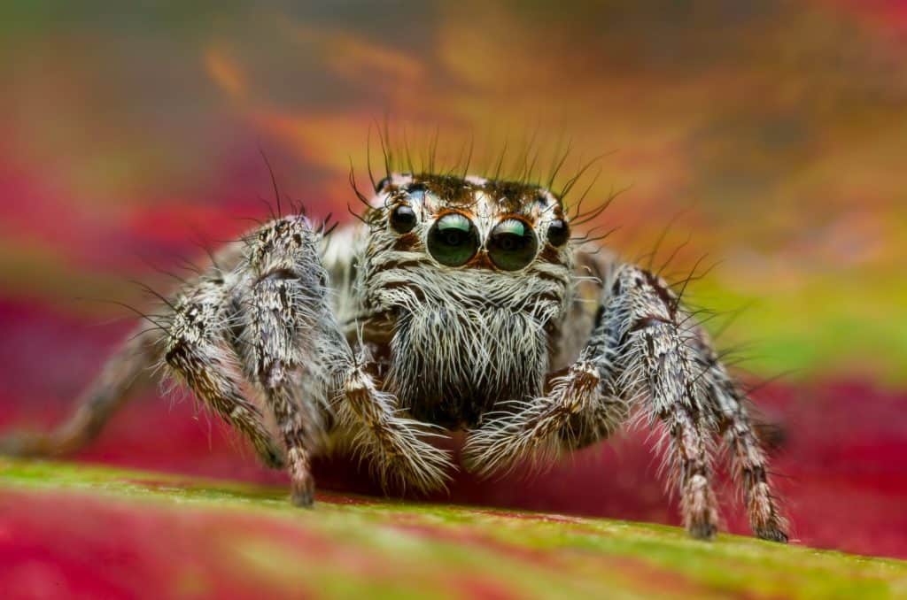 New Genus of Jumping Spiders Discovered in New Zealand - A-Z Animals