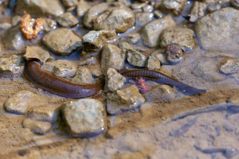 The Secret Life of Leeches, Blood-Sucking Aquatic Worms - A-Z Animals