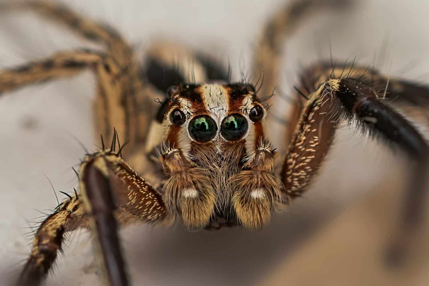 New Genus of Jumping Spiders Discovered in New Zealand - A-Z Animals