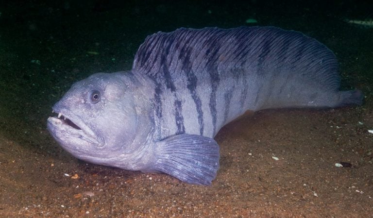 8 Weird and Wonderful Fish That Live in the Deep Sea - A-Z Animals