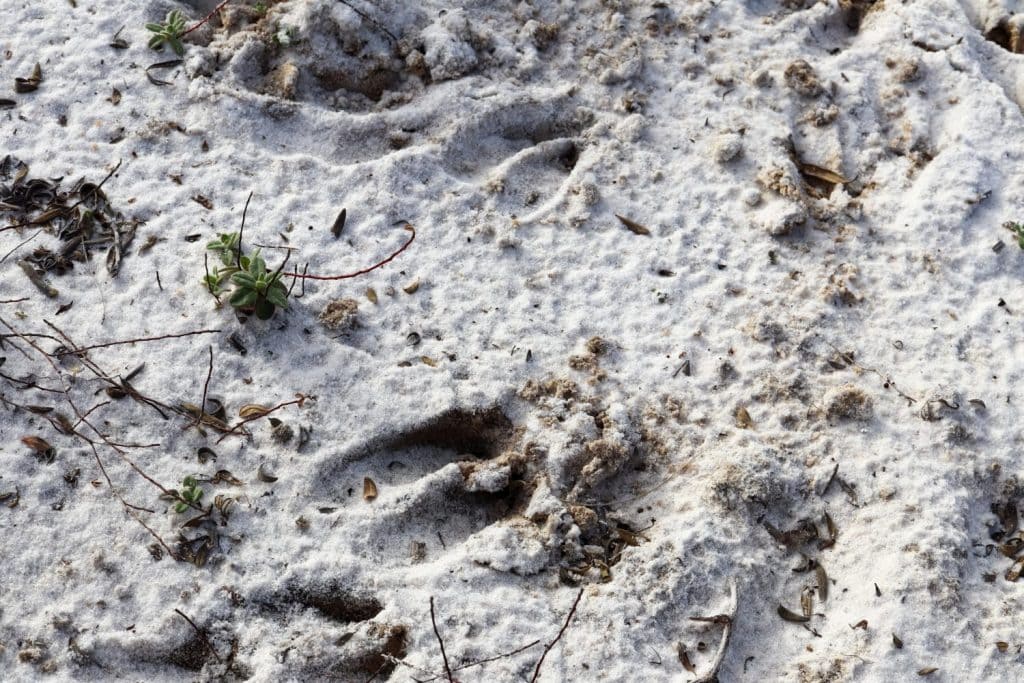 How Well Do You Know These Animal Tracks? - A-Z Animals