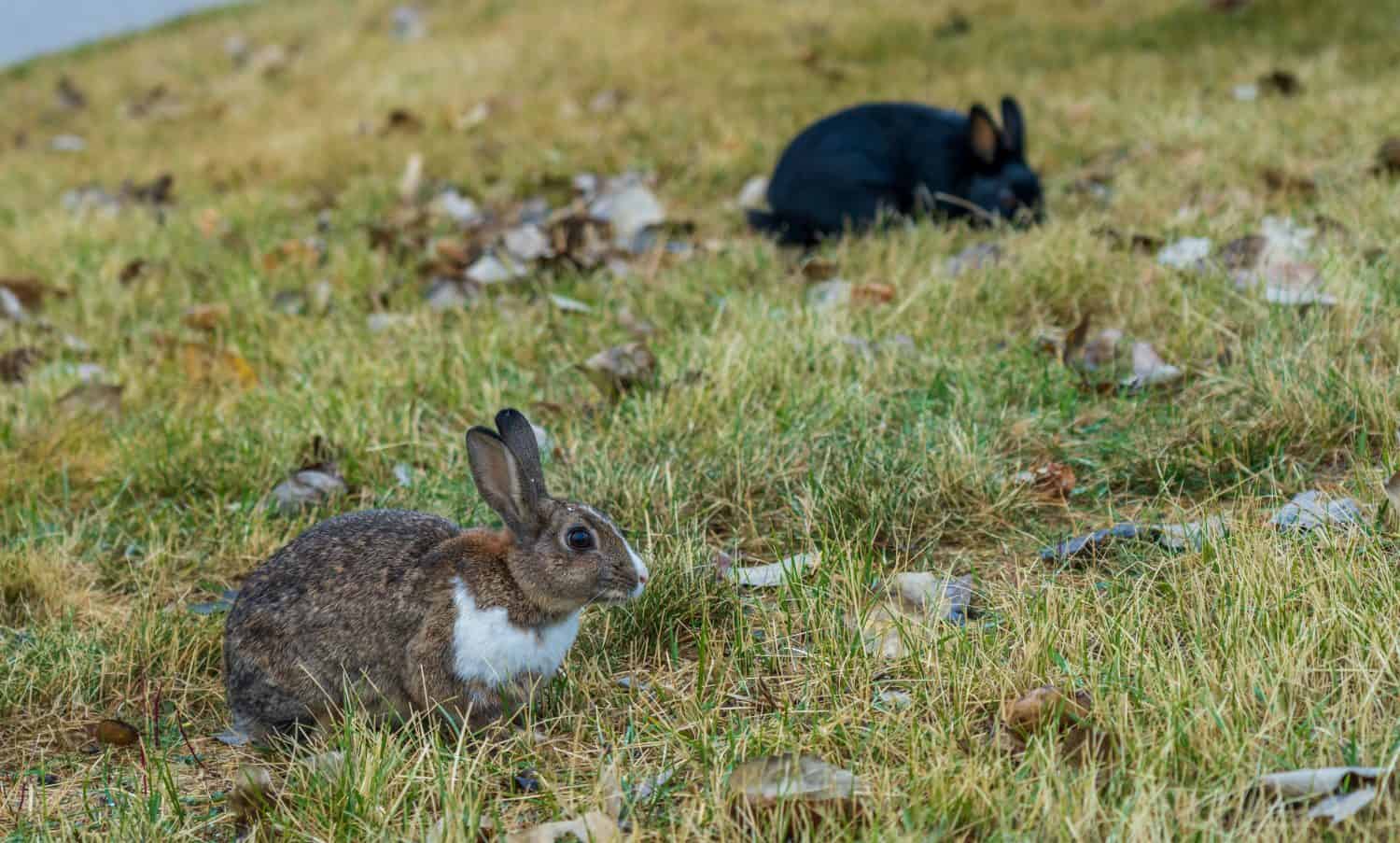 Rabbit Den vs. Groundhog Burrow: Which Animal Dug That Hole? - A-Z Animals