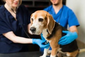 The Most Common Warning Signs of Cancer in Pets Every Owner Should Know ...