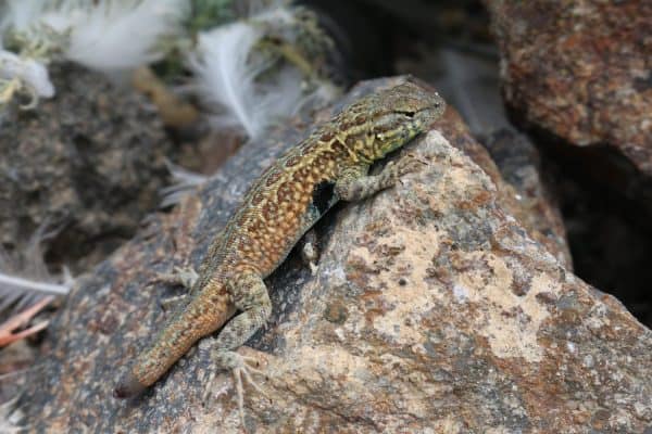 The Animal Life of Channel Islands National Park: A Complete Guide - A ...