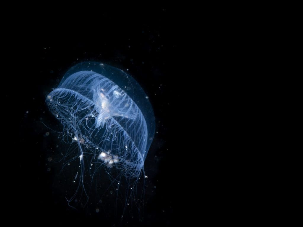 10 Animals You Can Actually See Right Through - A-Z Animals