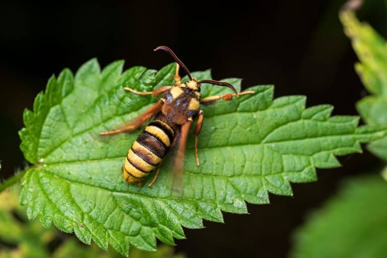 The Weirdest-Looking Moths on Earth - A-Z Animals
